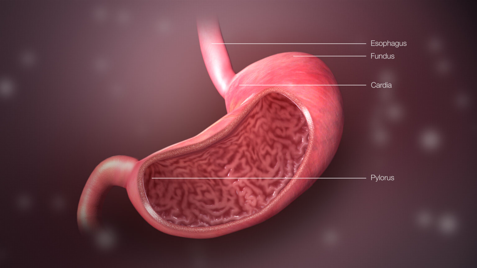 Stomach Operations and All to Know about it | Healing Consulting Turkey